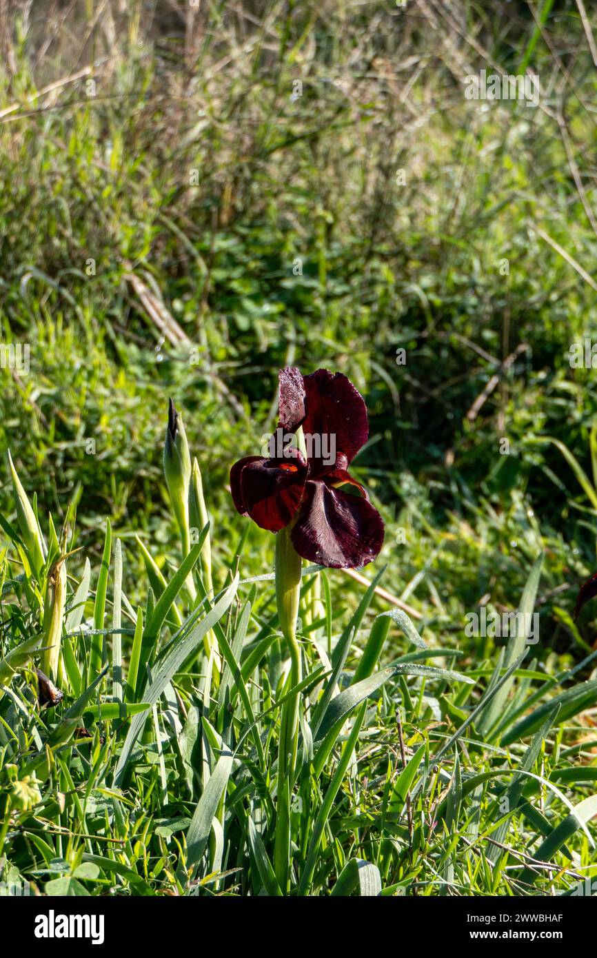 Iris Argaman dark purple Iris flowers close-up Stock Photo - Alamy