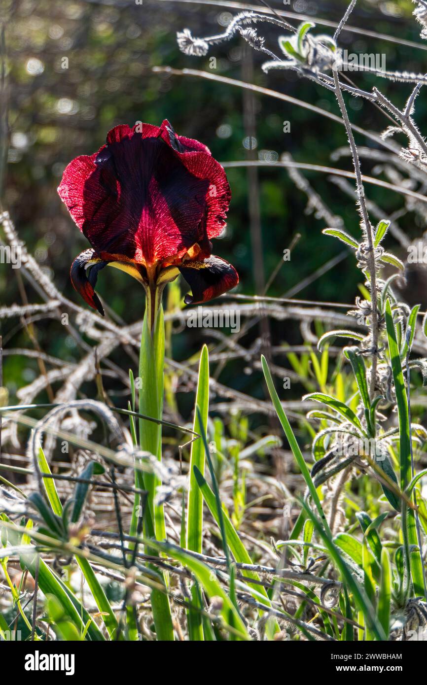 Iris Argaman dark purple Iris flowers close-up Stock Photo - Alamy