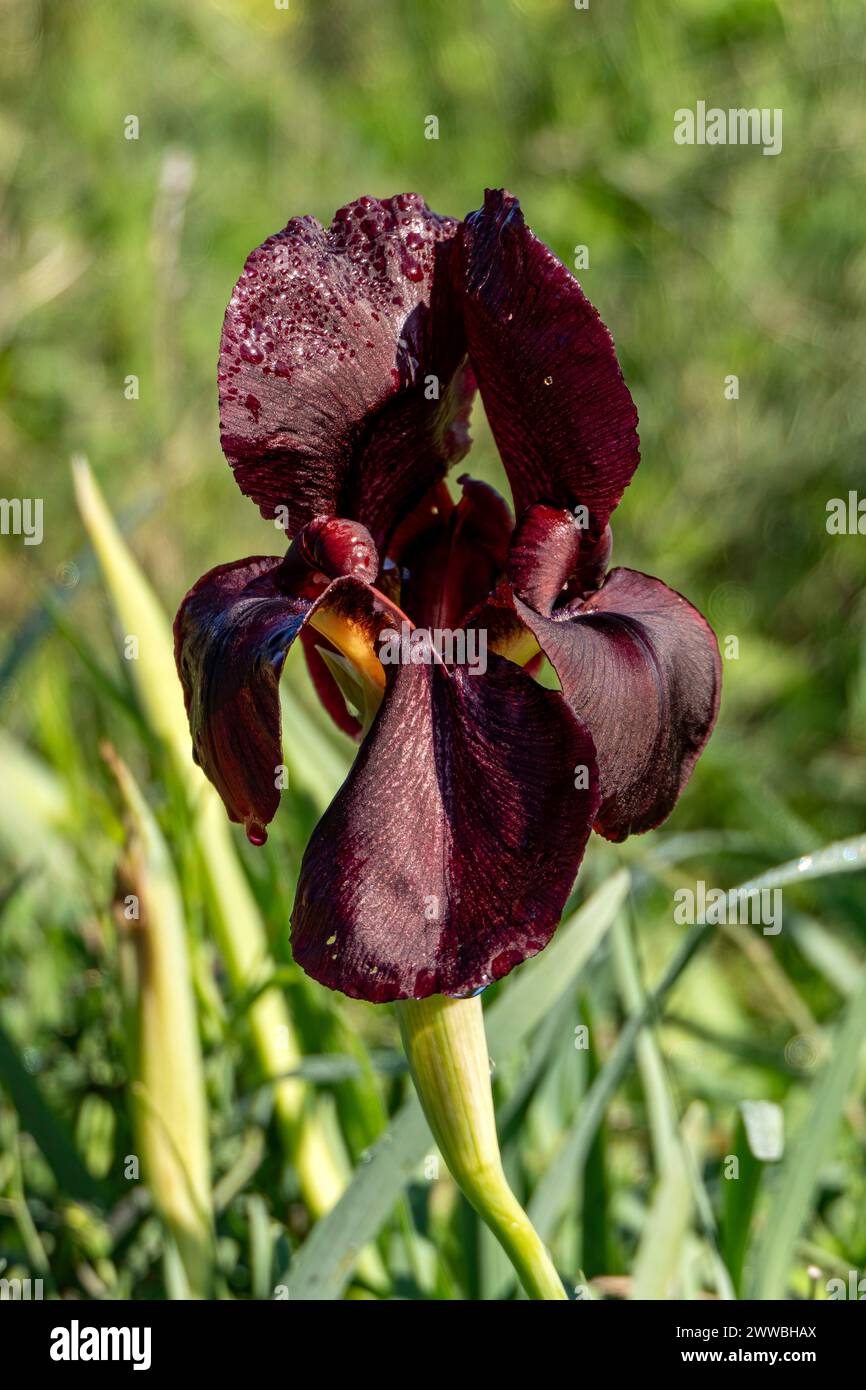 Iris Argaman dark purple Iris flowers close-up Stock Photo - Alamy