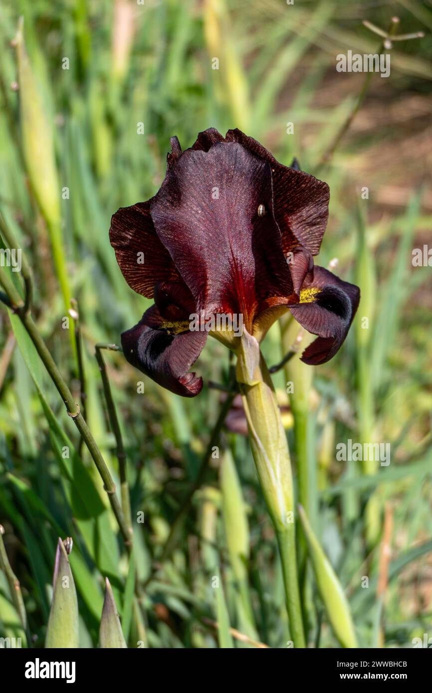 Iris Argaman dark purple Iris flowers close-up Stock Photo - Alamy
