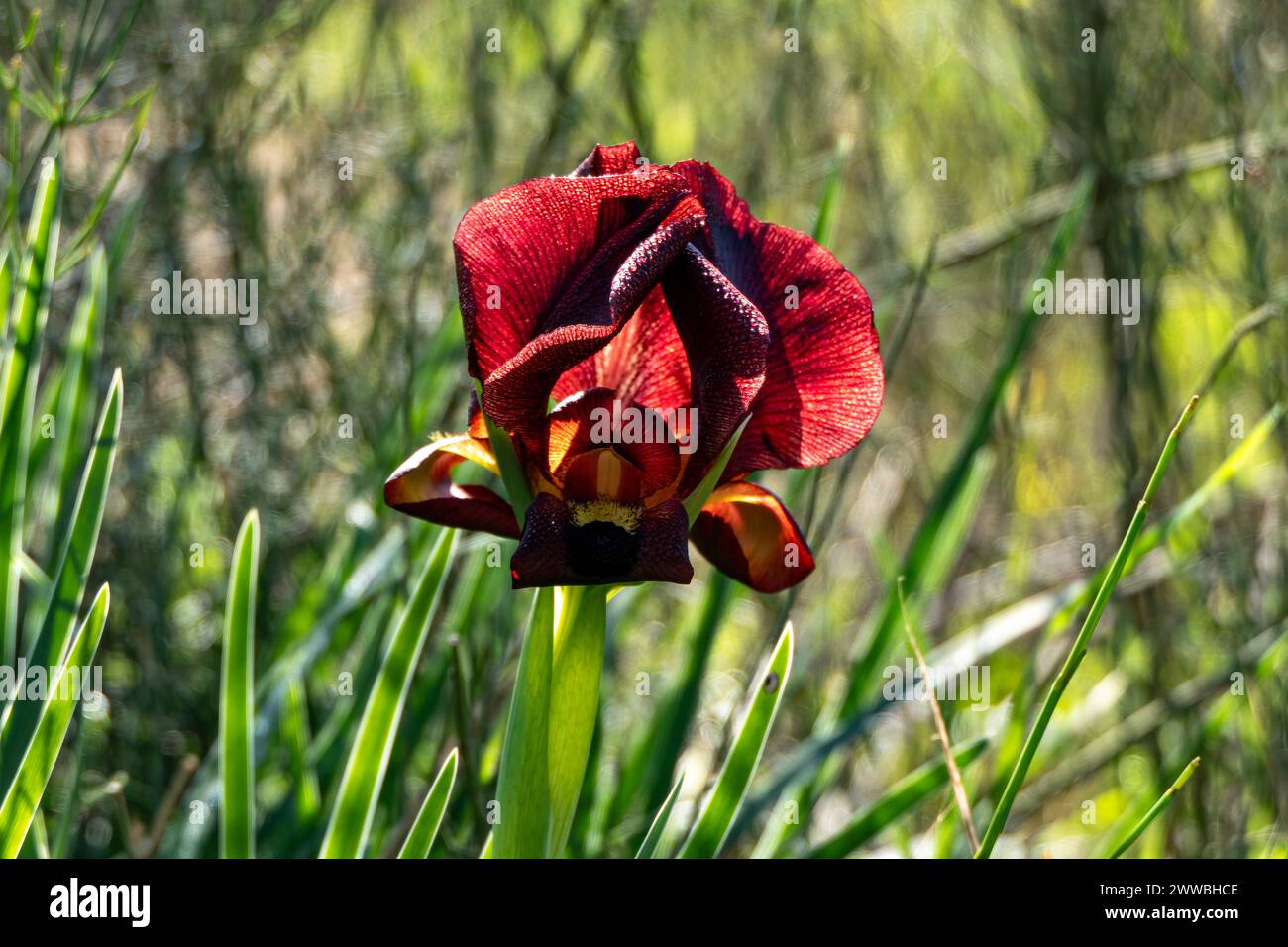 Iris Argaman dark purple Iris flowers close-up Stock Photo - Alamy