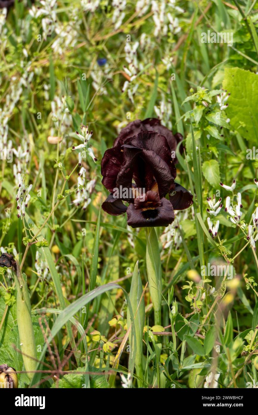 Iris Argaman dark purple Iris flowers close-up Stock Photo - Alamy