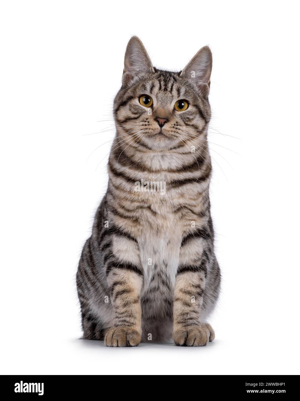 Excellent typed young Kurilian Bobtail cat kitten, sitting up facing ...