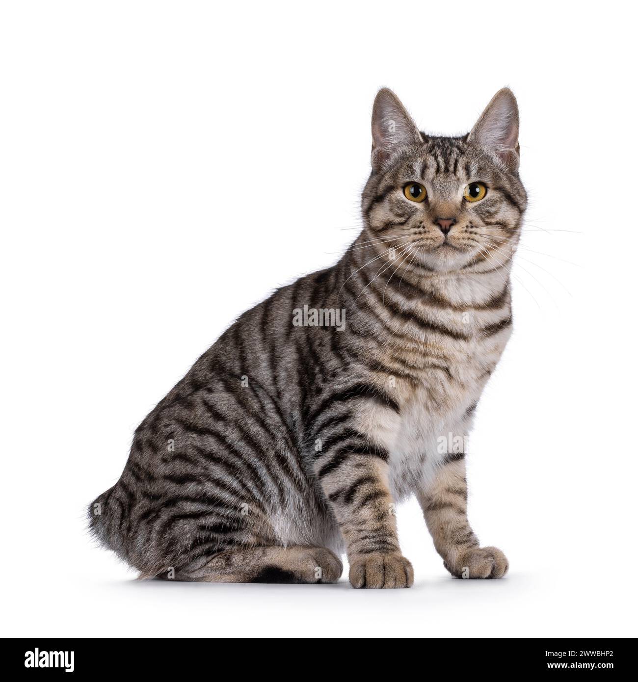 Excellent typed young Kurilian Bobtail cat kitten, sitting up side ways ...