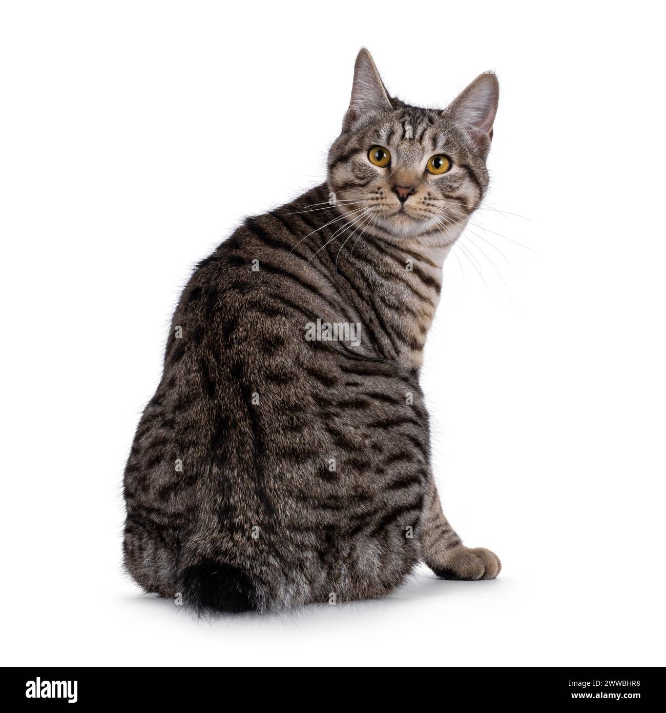 Kurilian shorthair cat hi-res stock photography and images - Alamy
