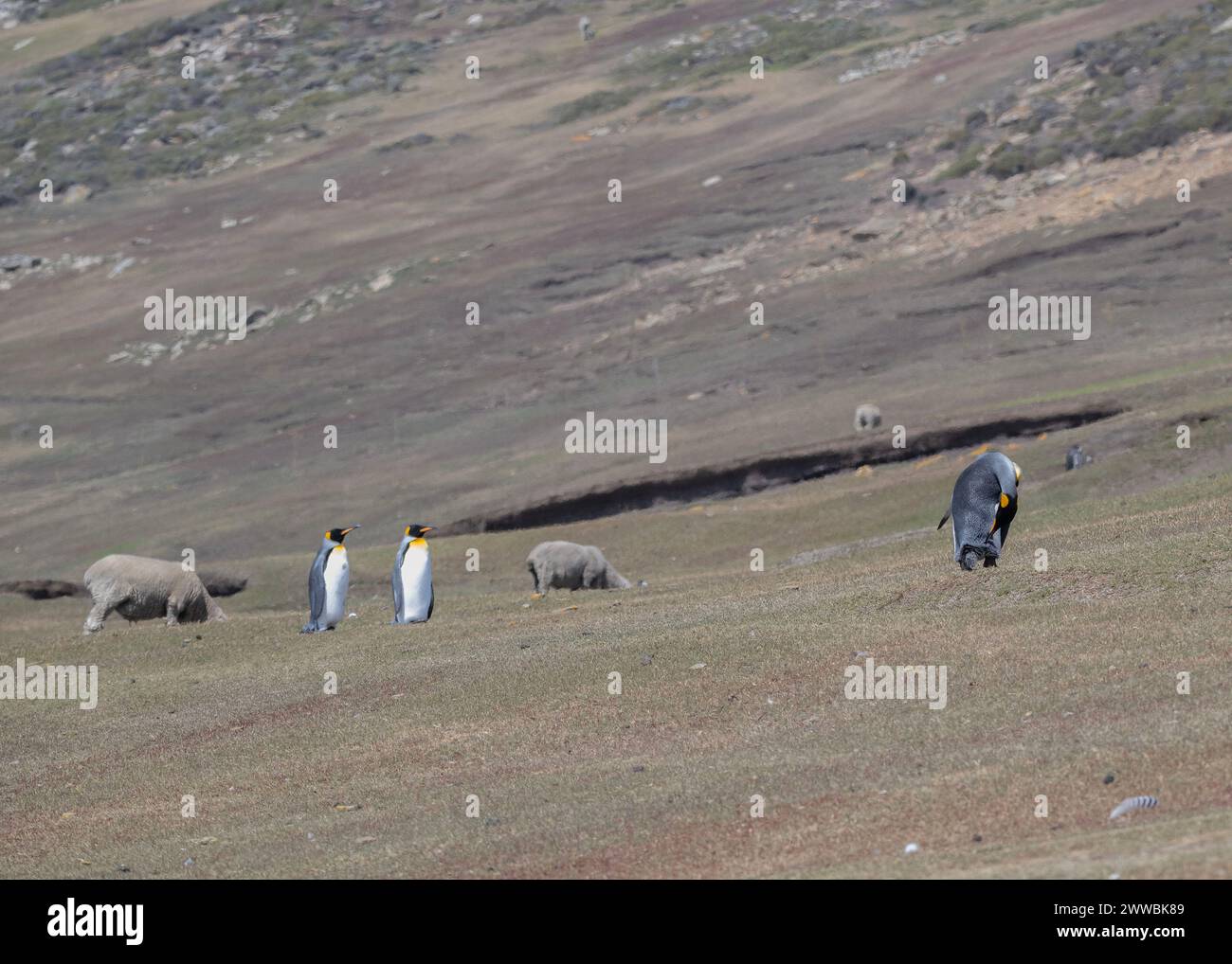 Penguin King (Aptenodytes patagonicus), with sheep, Saunders Island ...
