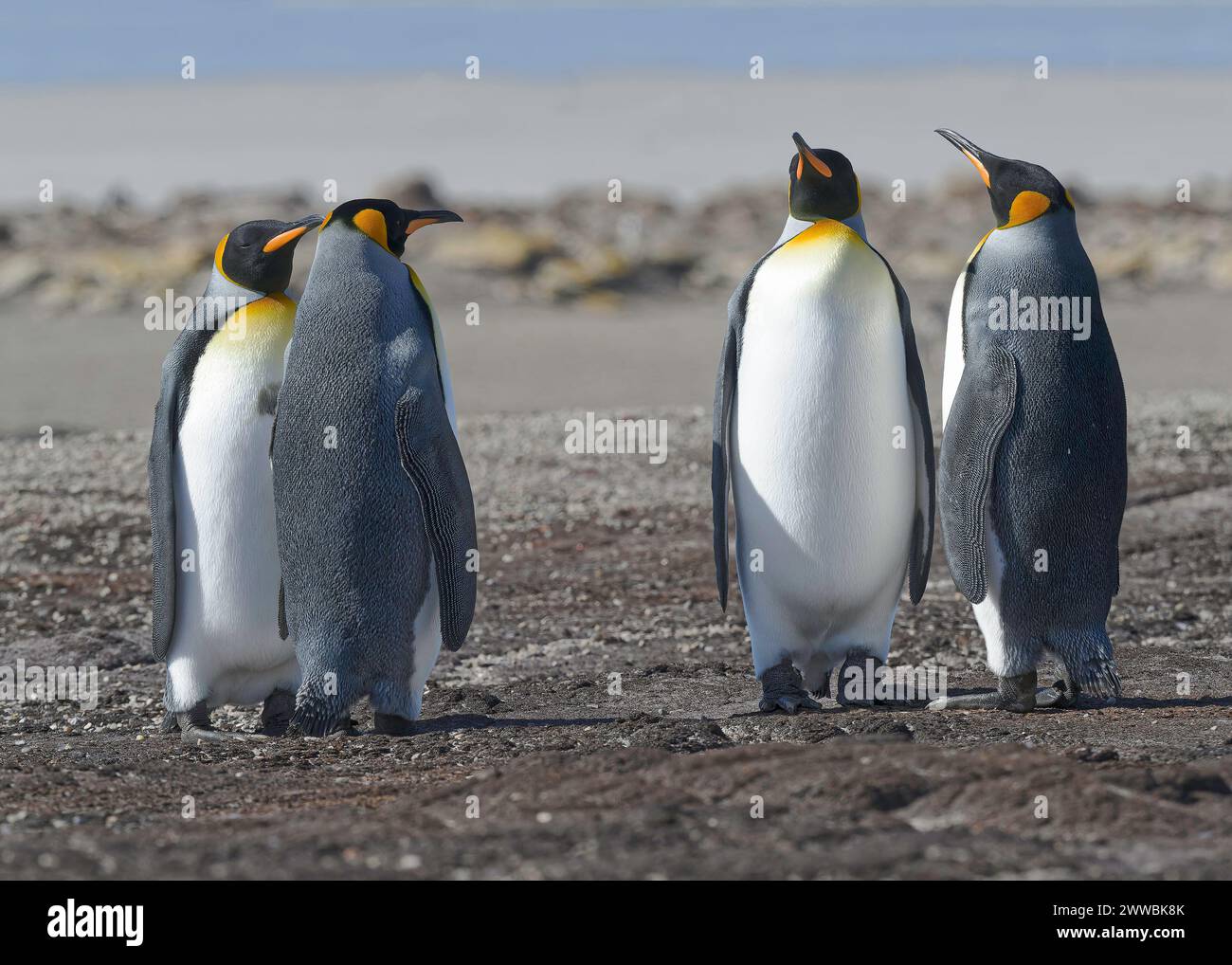 Penguin King (Aptenodytes patagonicus), group of four adults, Saunders ...