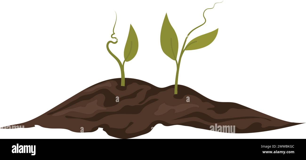 Ground with growing bean sprouts, soil for growing Stock Vector Image ...