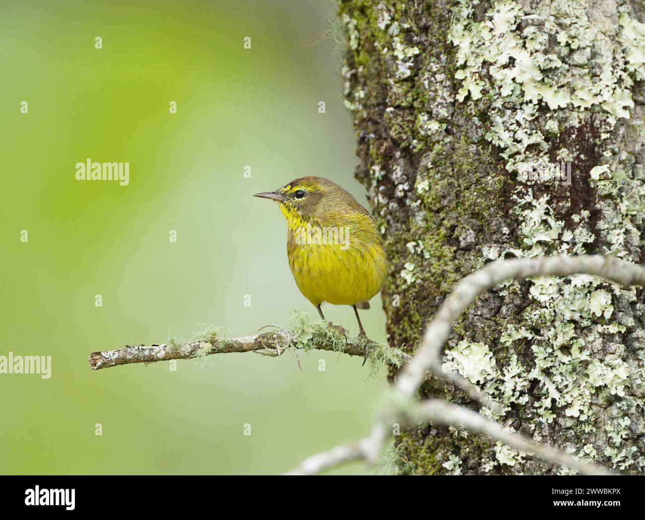 Turkey oak tree hi-res stock photography and images - Alamy