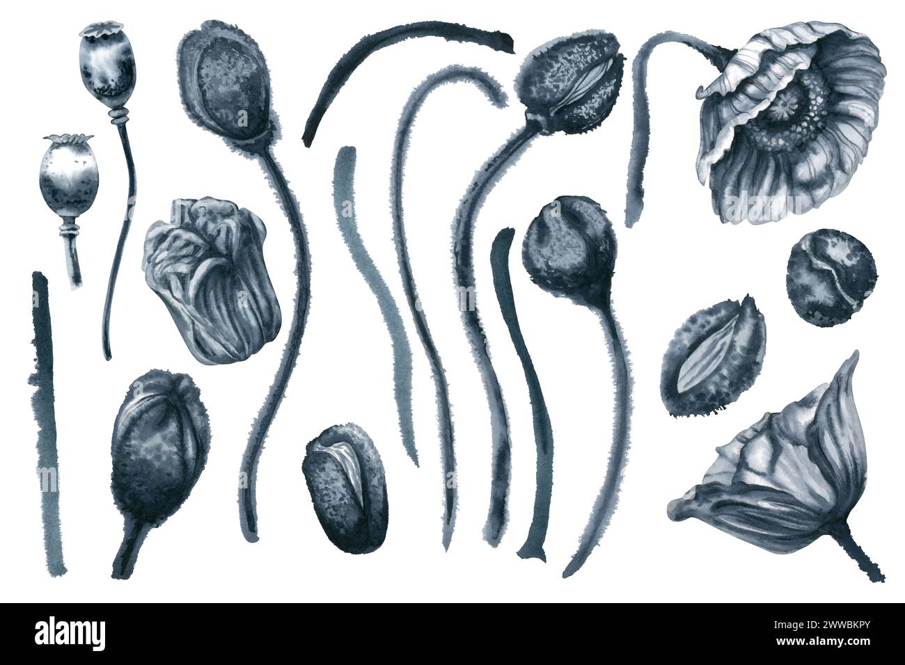 Watercolor monochrome gray-blue poppy flowers, stems, buds, leaves ...