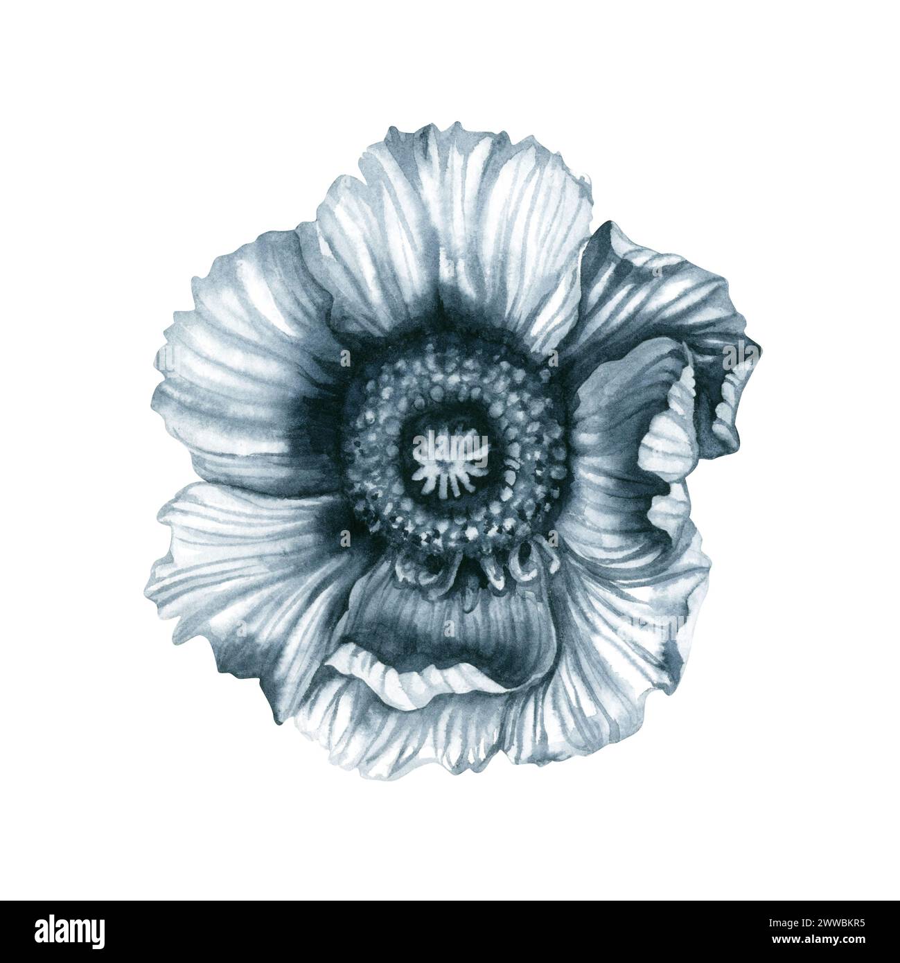 Watercolor monochrome gray-blue poppy flowers, stems, buds, leaves ...