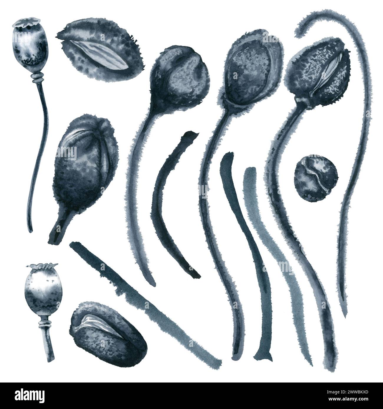 Watercolor monochrome gray-blue poppy flowers, stems, buds, leaves ...