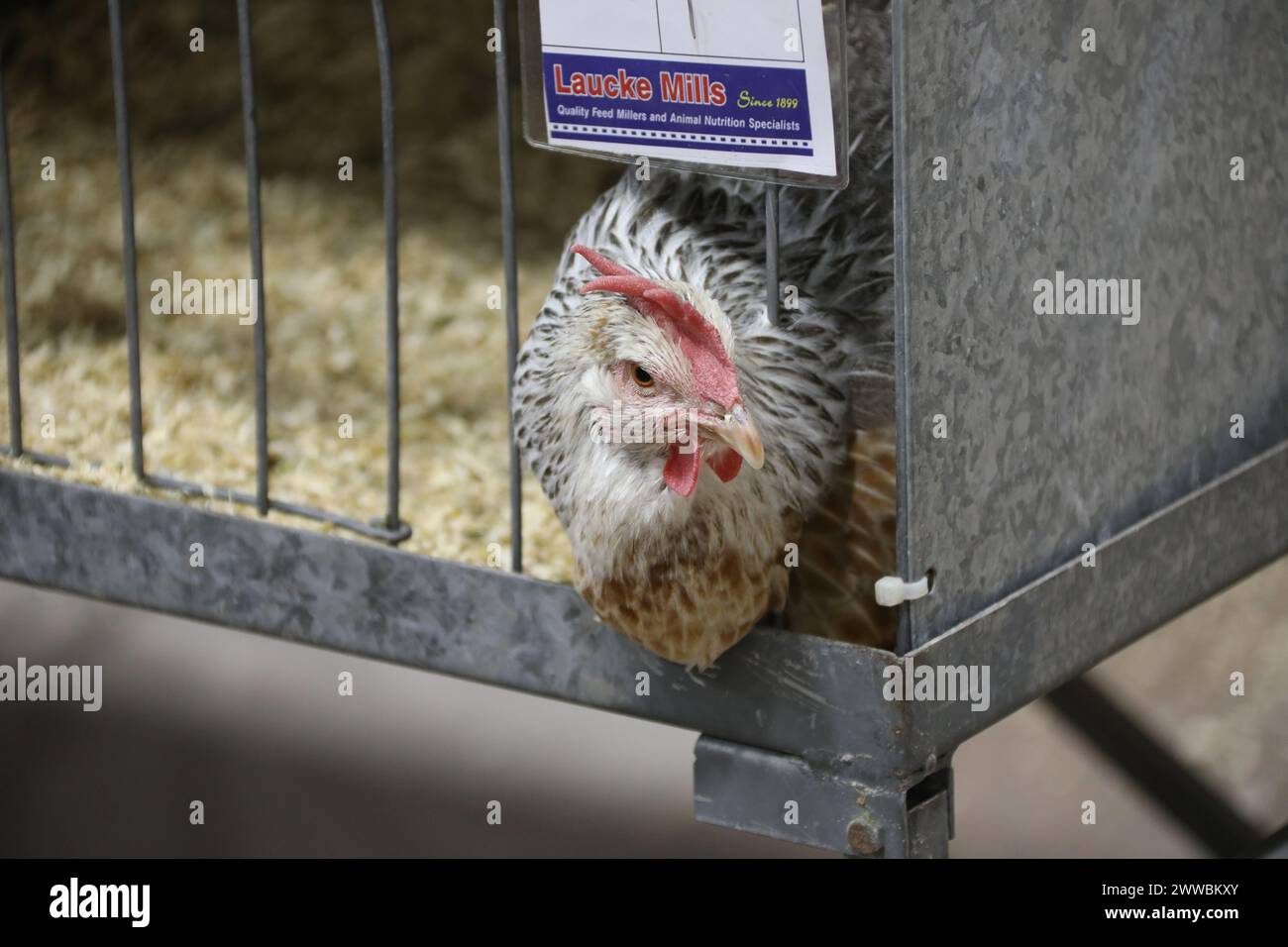 Sydney, Australia. Saturday, 23rd March 2024. The Sydney Royal Easter ...