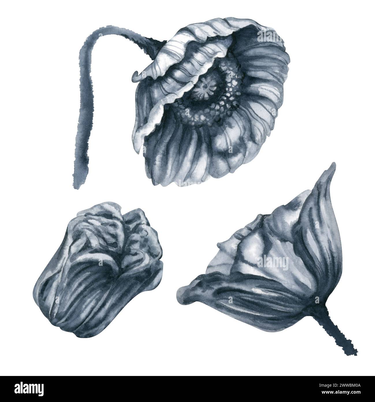Watercolor monochrome gray-blue poppy flowers, stems, buds, leaves ...