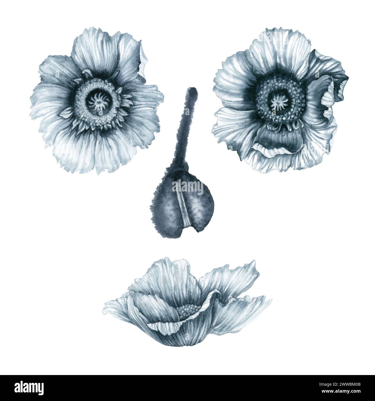Watercolor monochrome gray-blue poppy flowers, stems, buds, leaves ...
