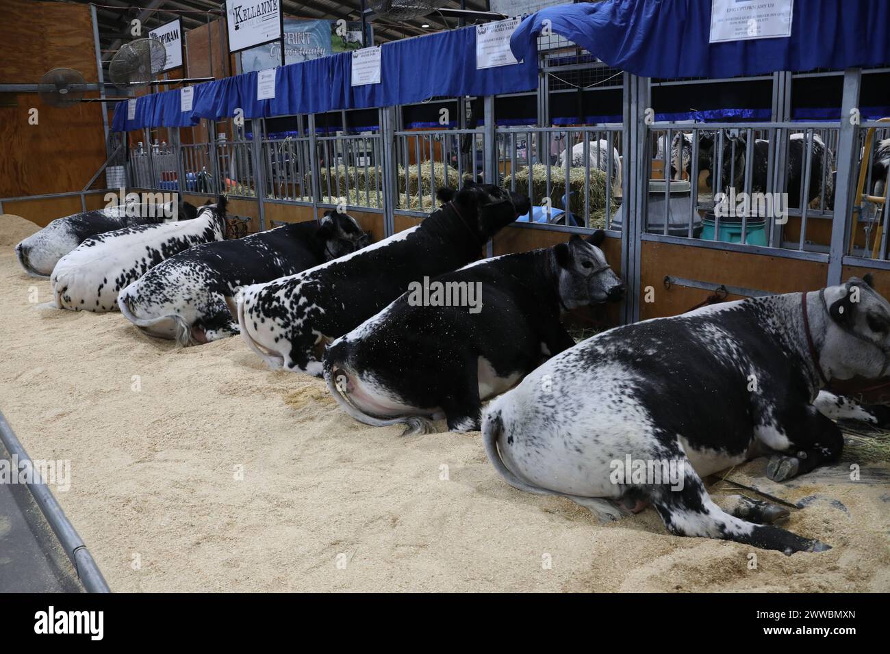 Sydney, Australia. Saturday, 23rd March 2024. The Sydney Royal Easter ...