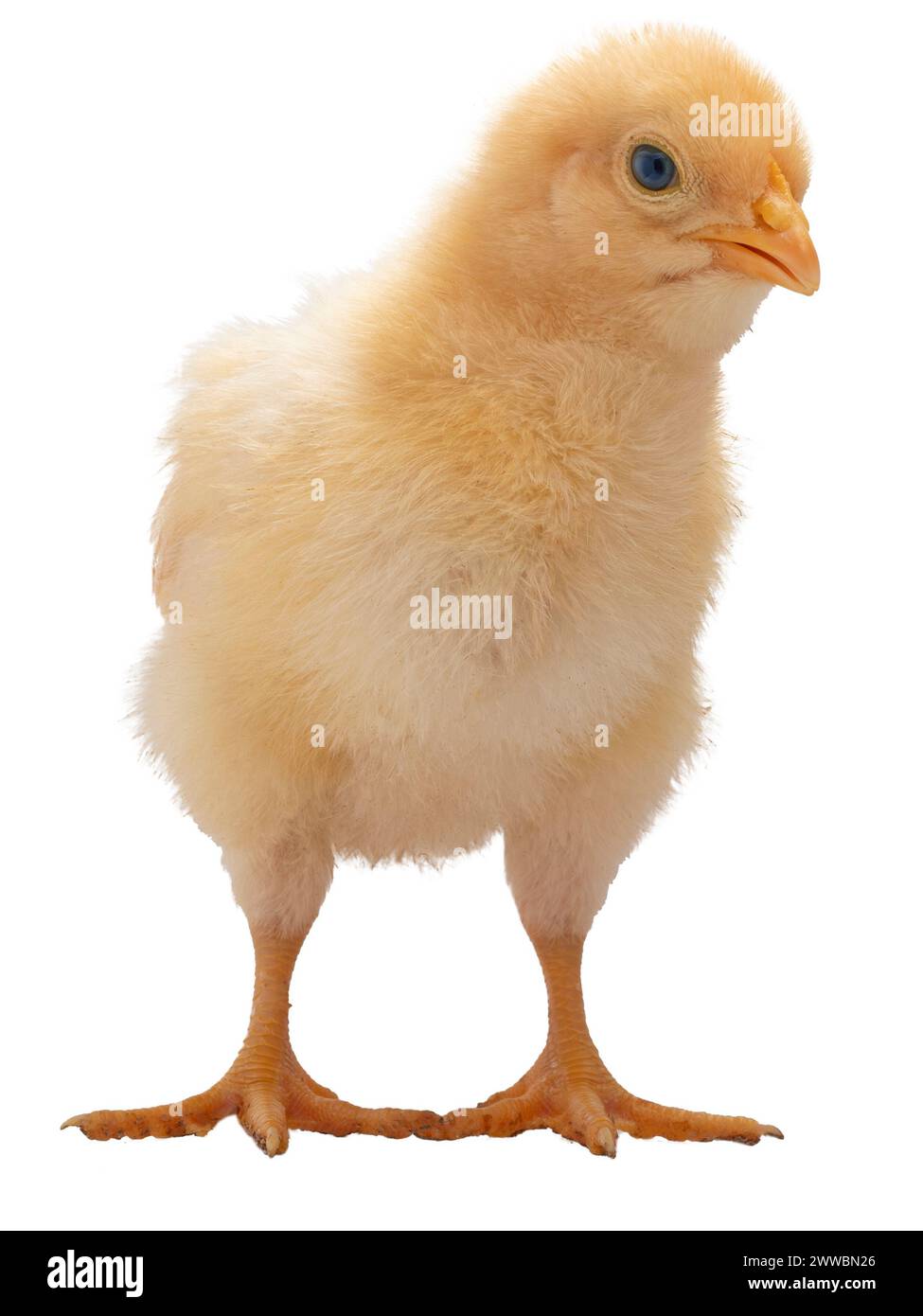 Buff Orpington chick with bright yellow feathers and blue eyes looking ...