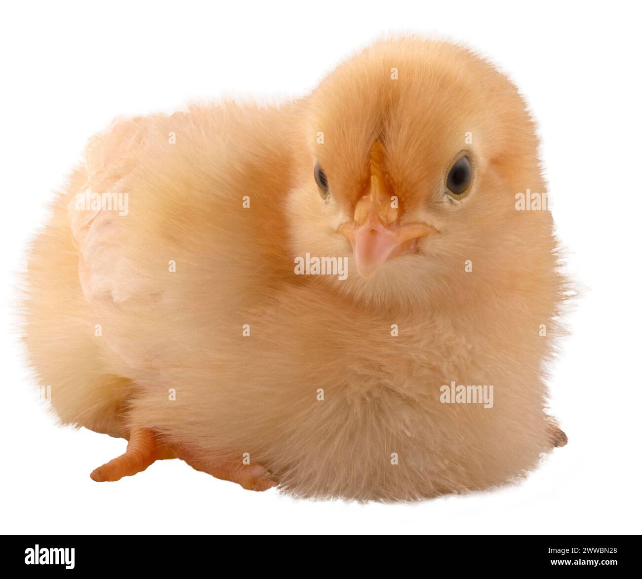Adorable gold colored chicken chick laying down on an isolated ...