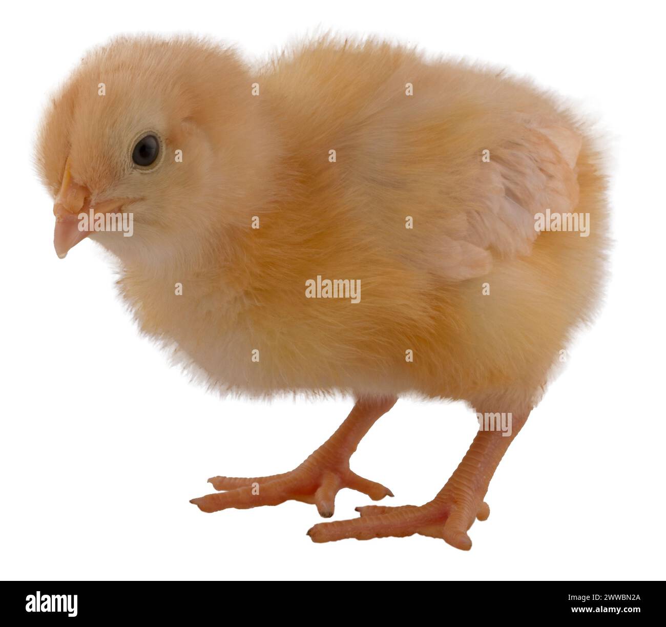 Camera hatch hi-res stock photography and images - Alamy