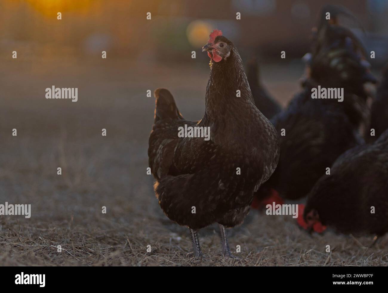 Free ranging Australorp chicken hens looking for their last food of the ...