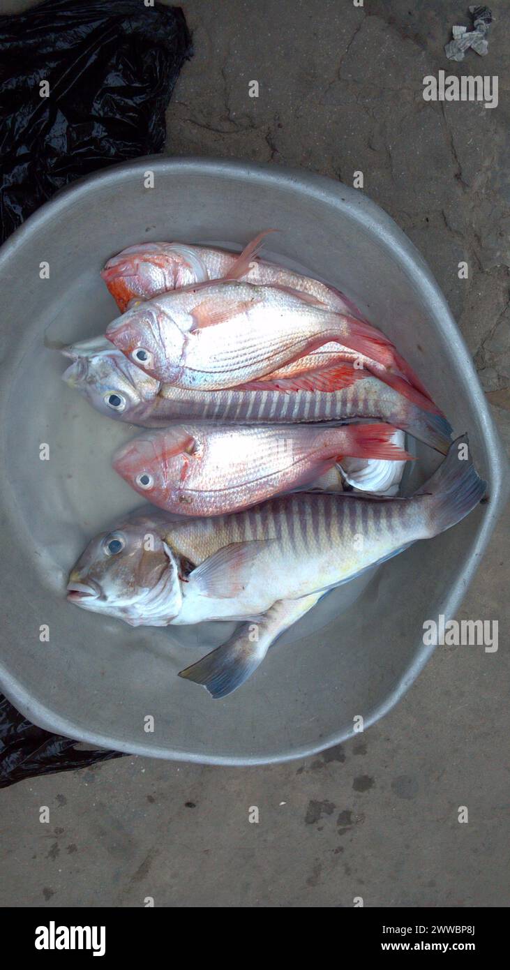 Sand seabrem hi-res stock photography and images - Alamy