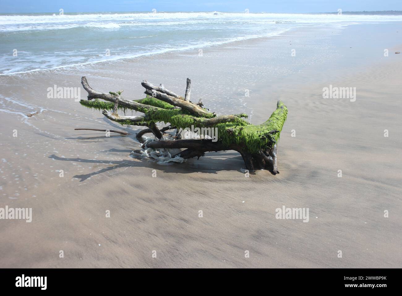 A driftwood log on the beach covered in moss and caught some garbage ...