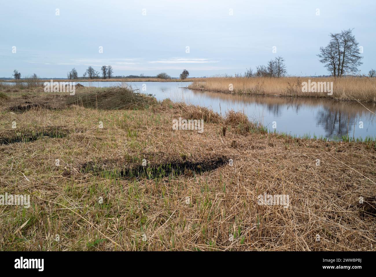 moor landscape with canals, reeds and shrubs Stock Photo - Alamy
