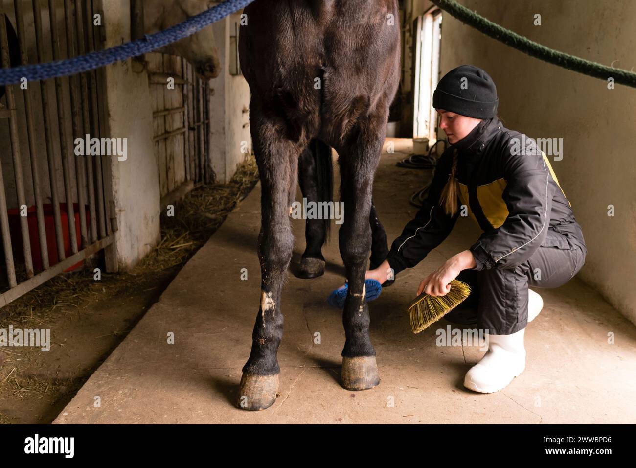 Person brushing horse's legs in stable. Morning care routine Stock ...