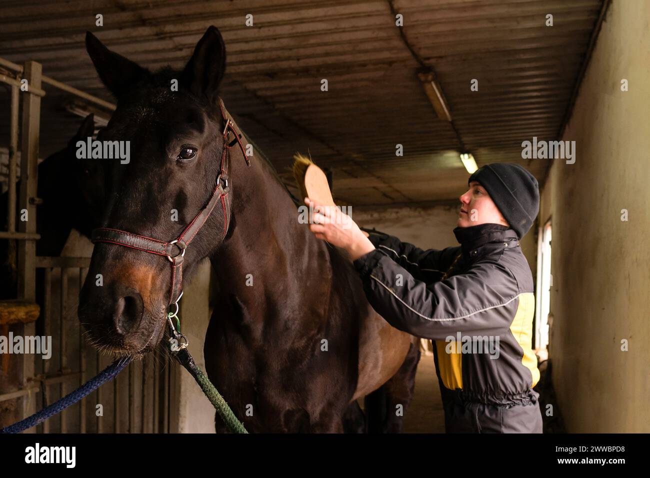 Person grooming black horse in stable. Morning care routine Stock Photo ...