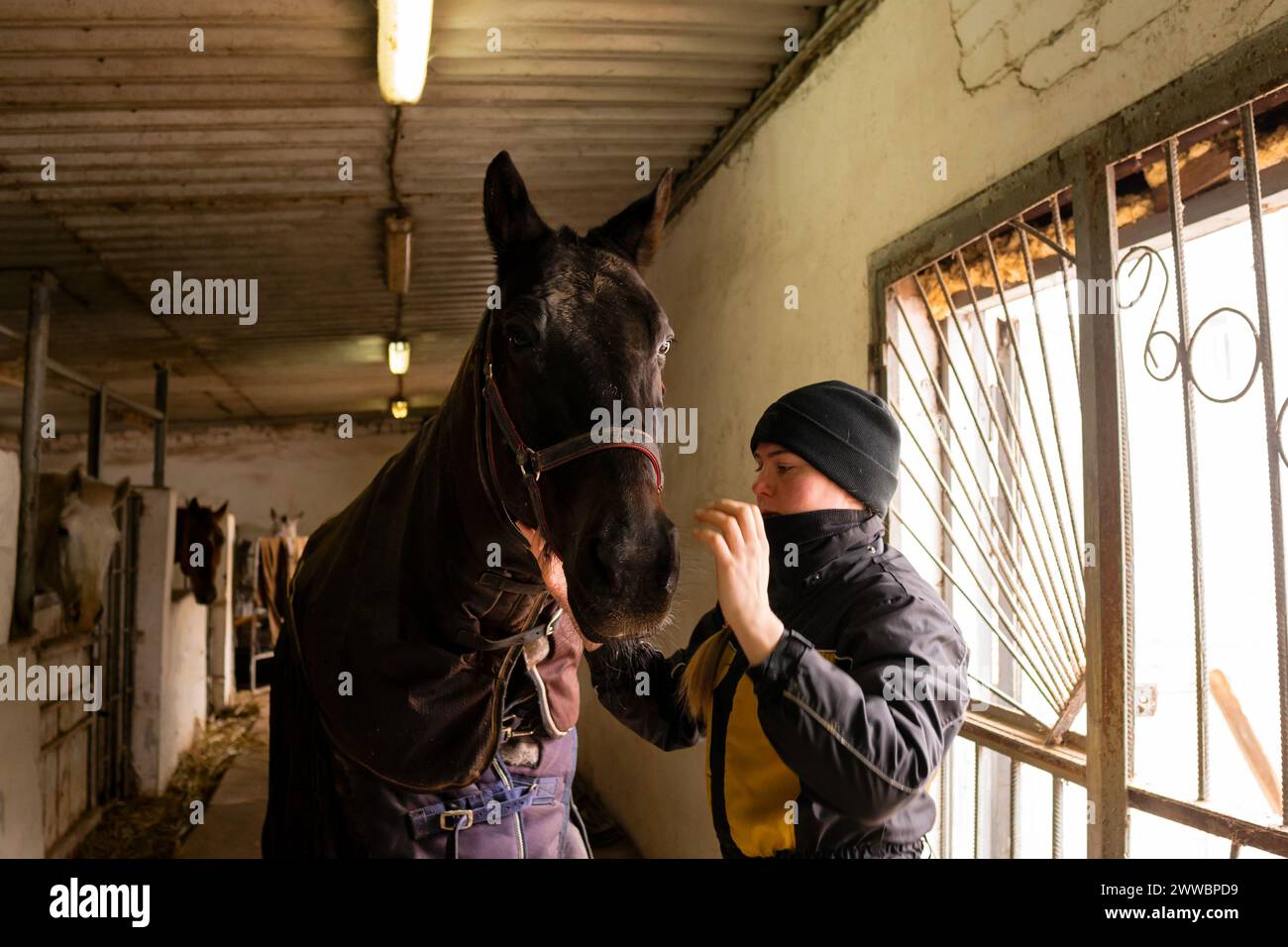 Person bonding with black horse in stable. Morning care routine Stock ...