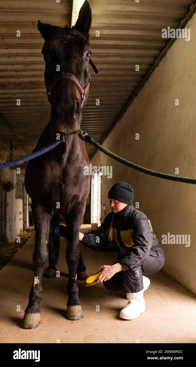 Person brushing horse's legs in stable. Morning care routine Stock ...