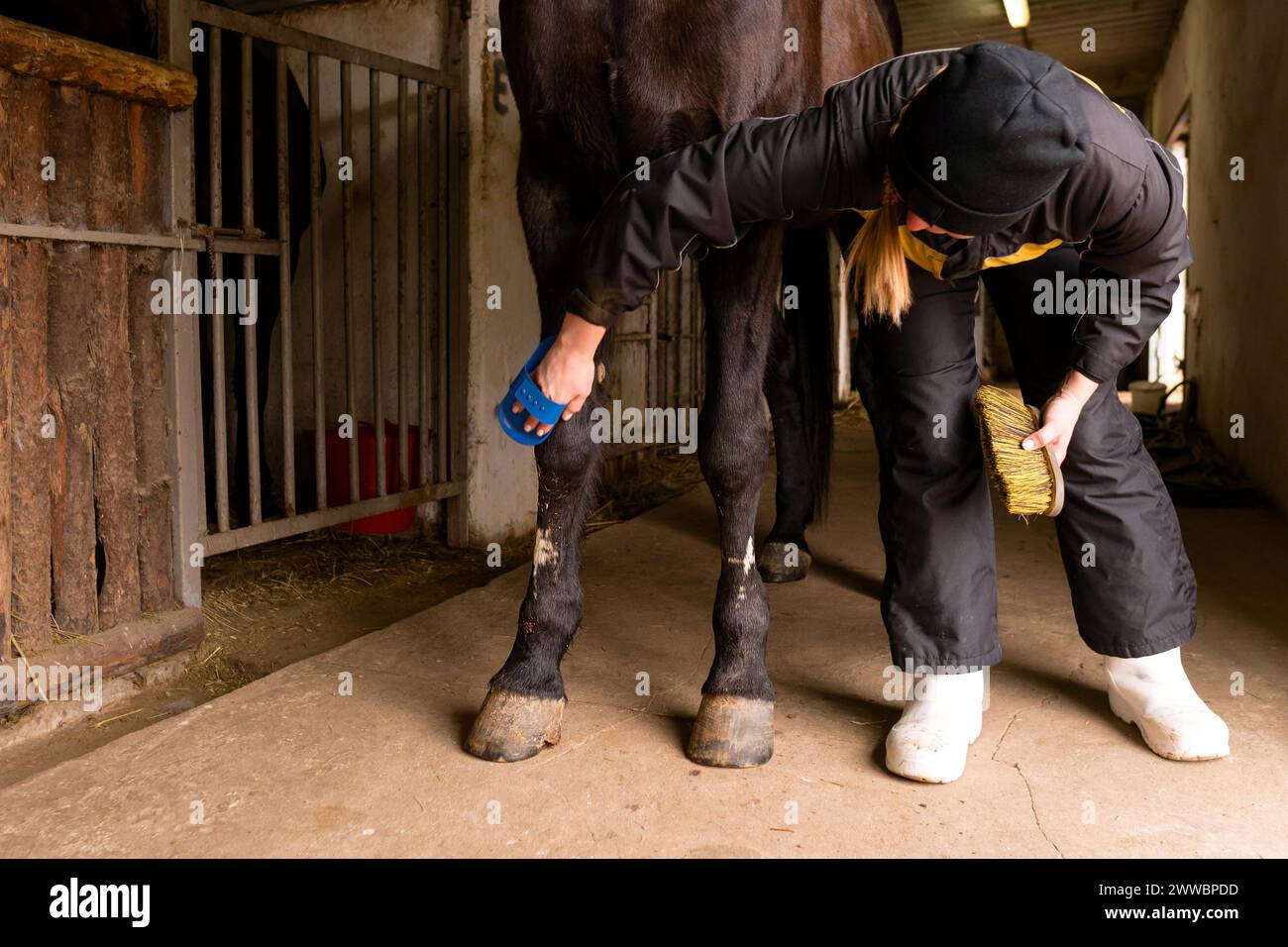 Person cleaning horse's hooves in stable. Morning care routine Stock ...