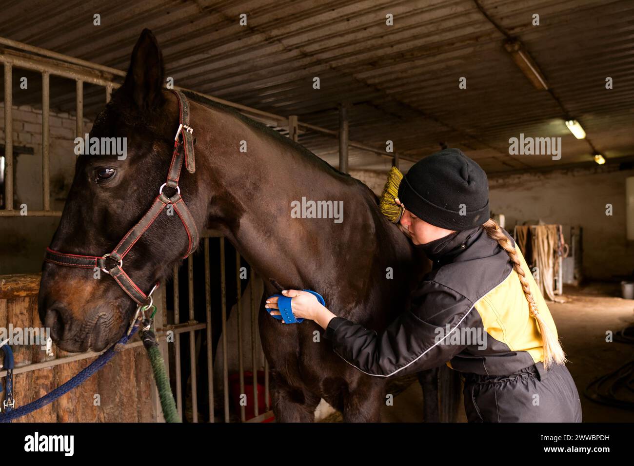 Grooming black horse in stable. Morning care routine Stock Photo - Alamy