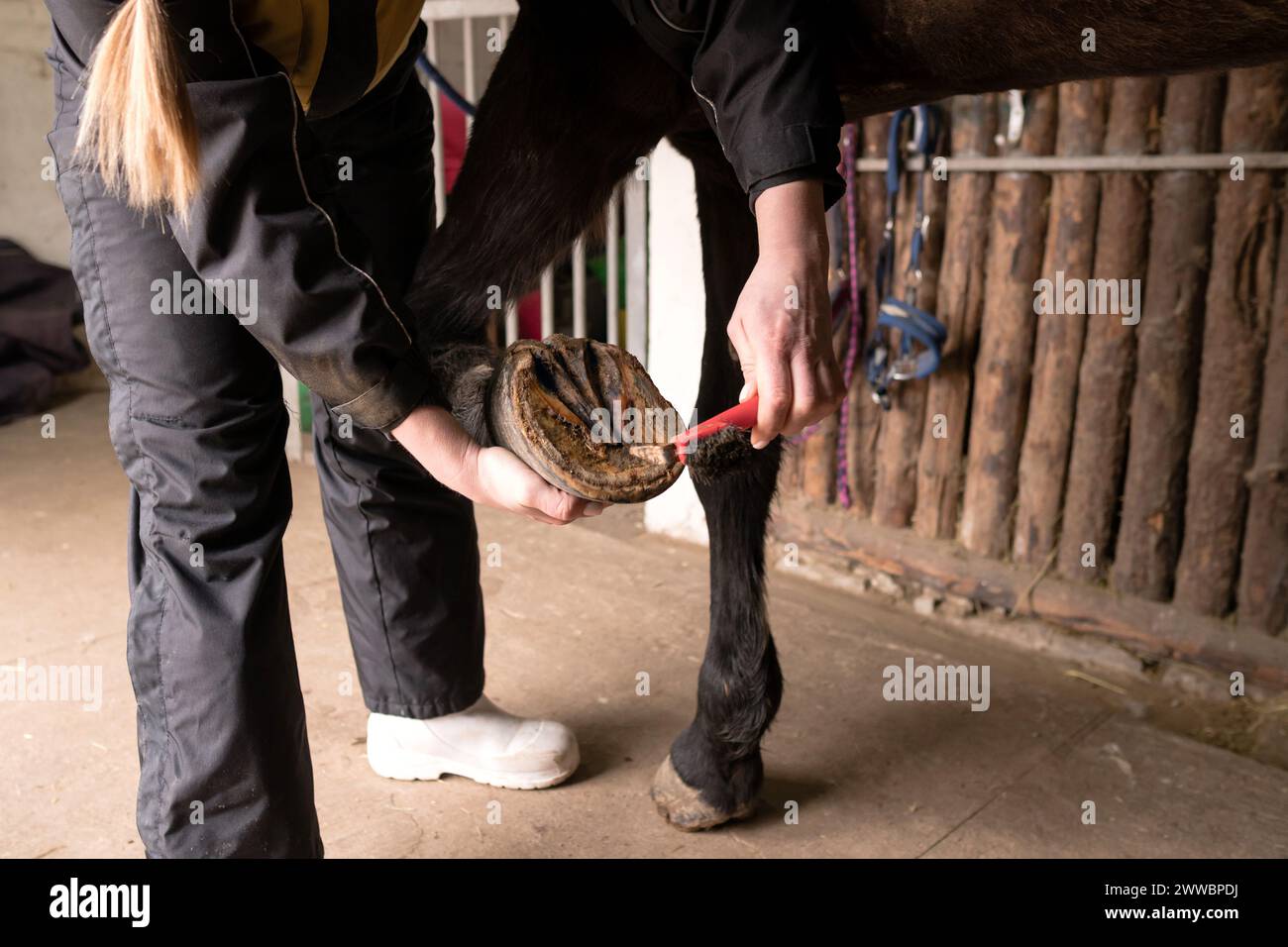 Person cleaning horse's hooves in stable. Morning care routine Stock ...