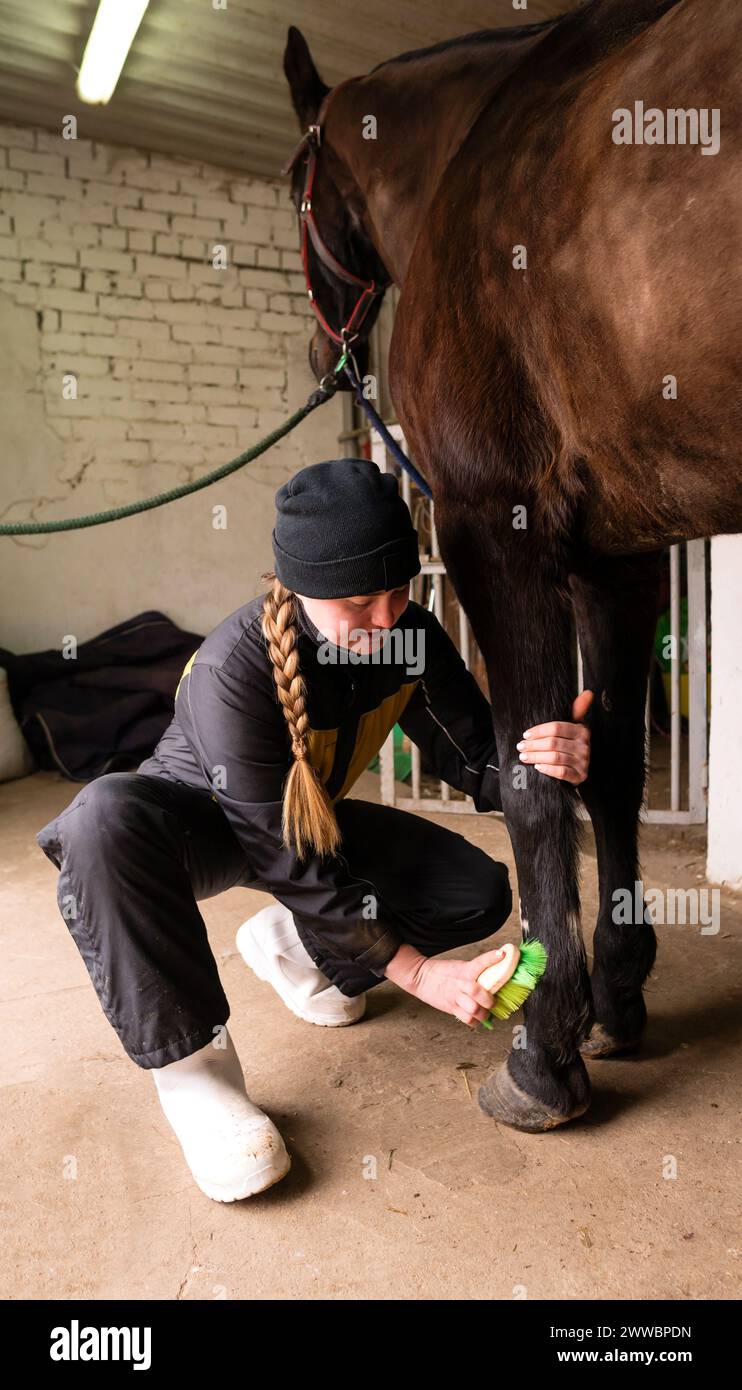 Person brushing horse's legs in stable. Morning care routine Stock ...