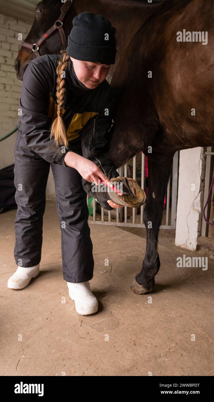 Person cleaning horse's hooves in stable. Morning care routine Stock ...