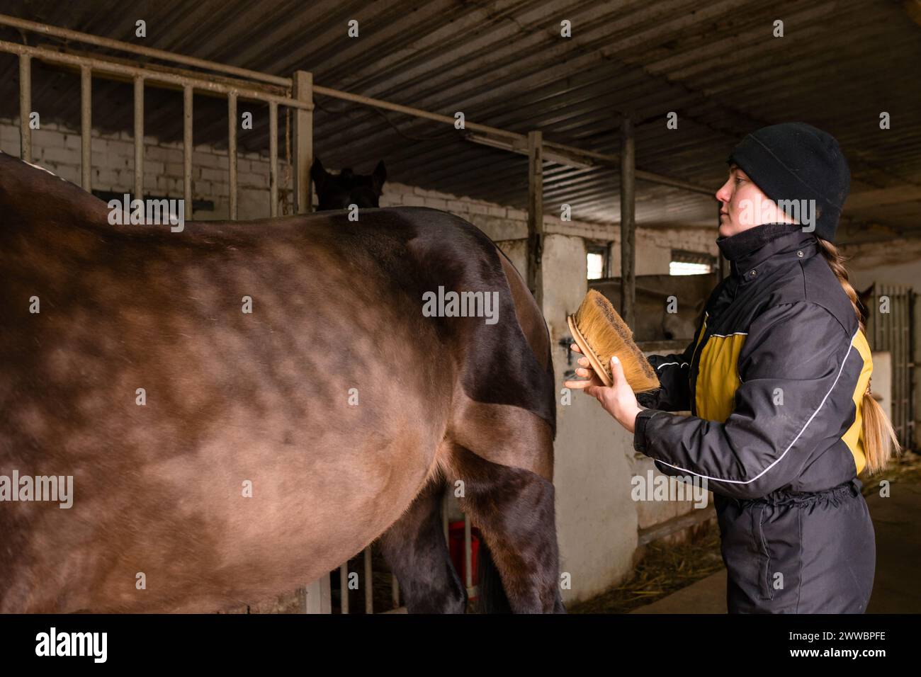Grooming horse with heart-shaped mark in stable. Morning care routine ...