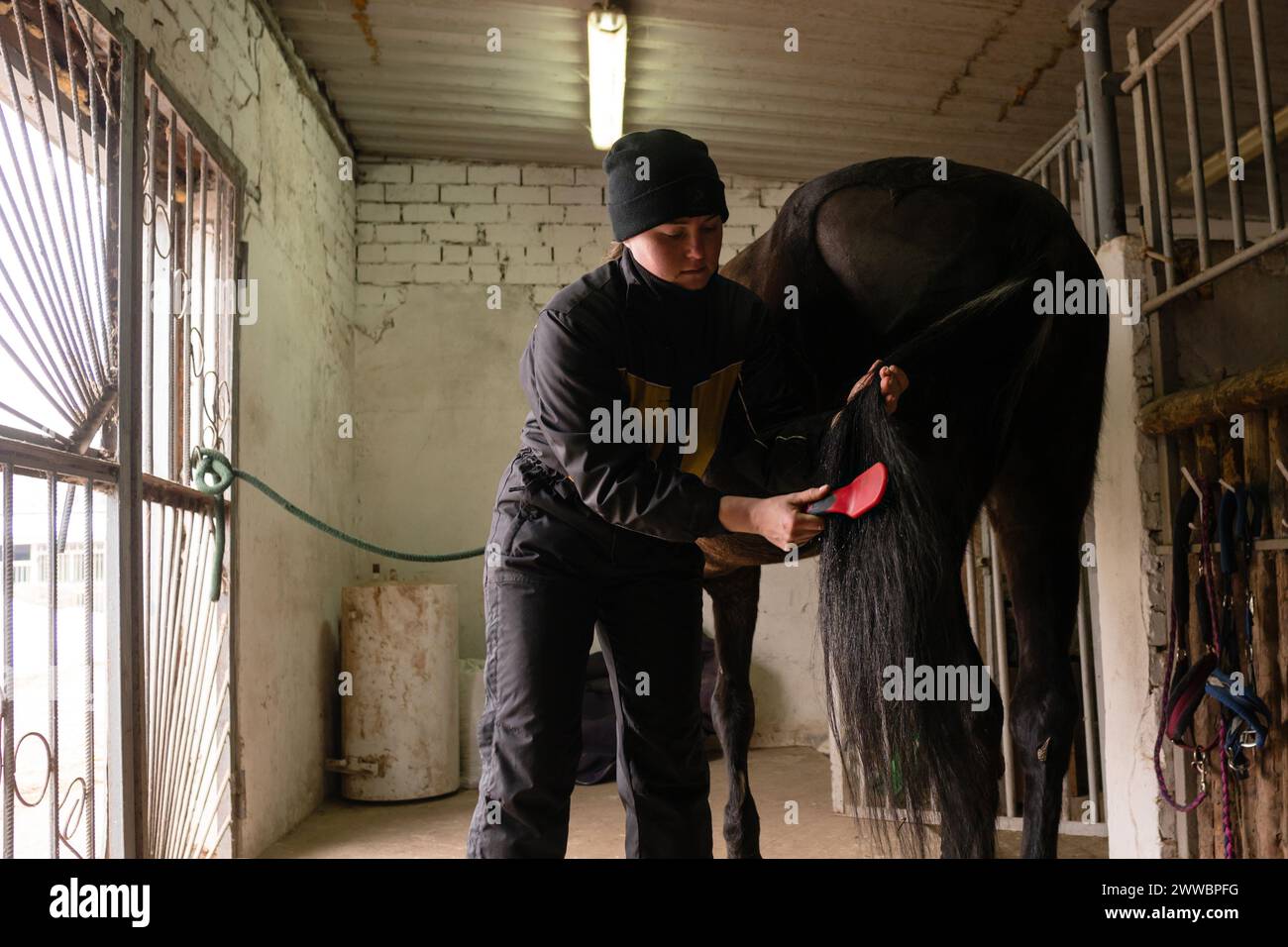 "Person brushing horse's tail in stable. Morning care routine Stock ...