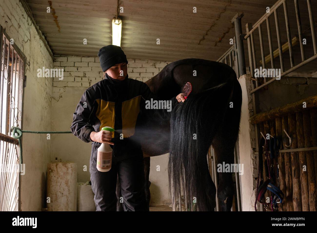 "Person brushing horse's tail in stable. Morning care routine Stock ...