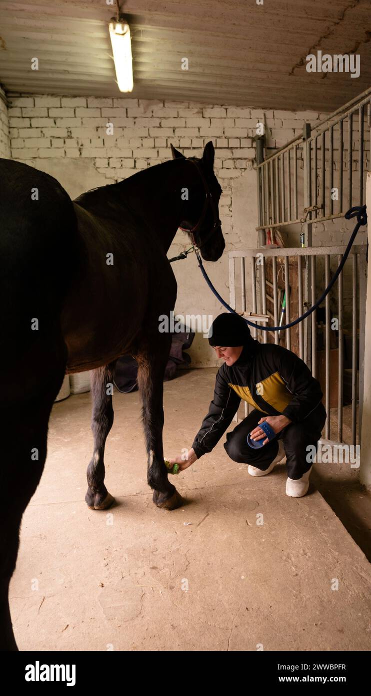 Person brushing horse's legs in stable. Morning care routine Stock ...