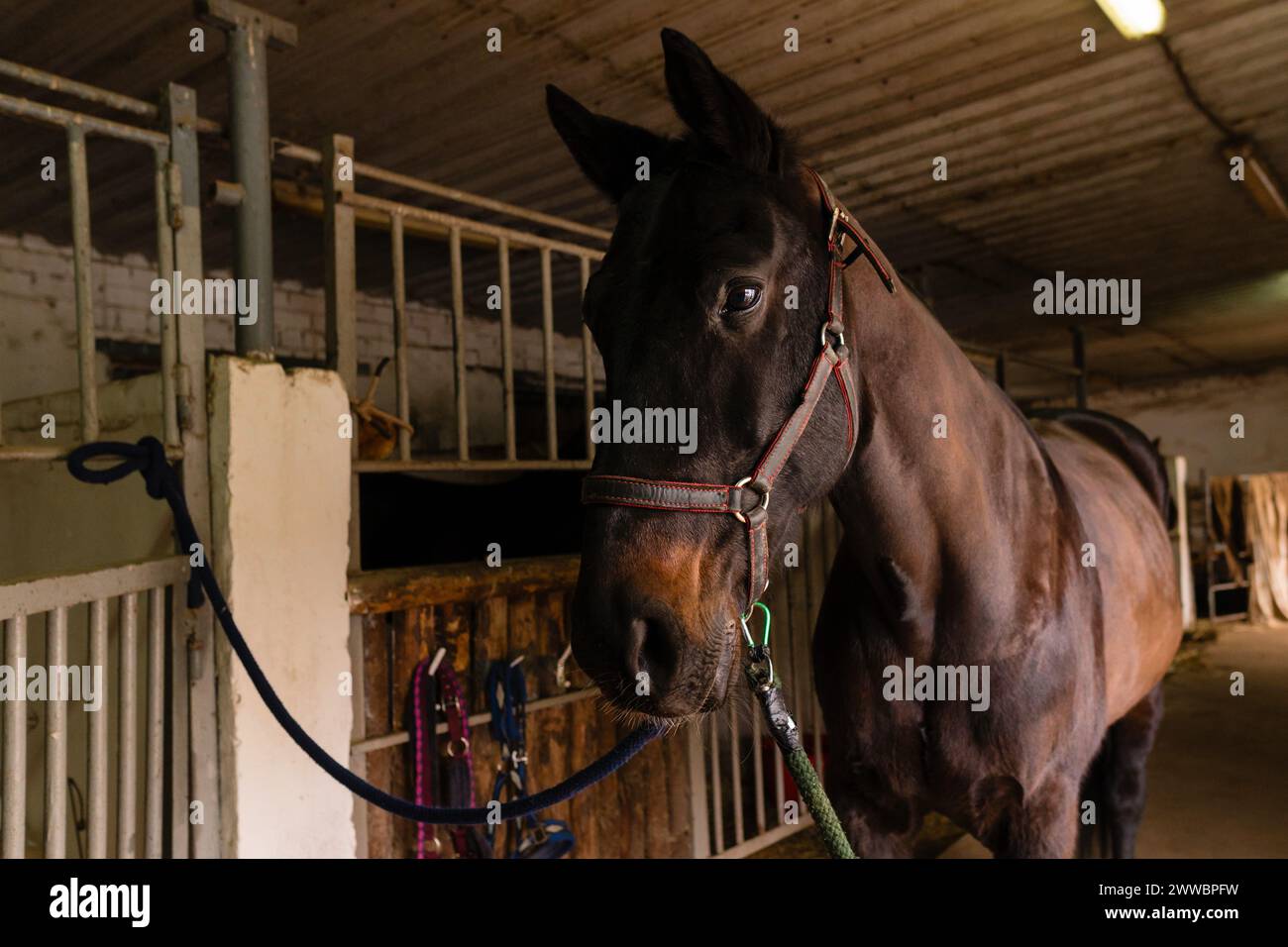 Halter shape hi-res stock photography and images - Alamy