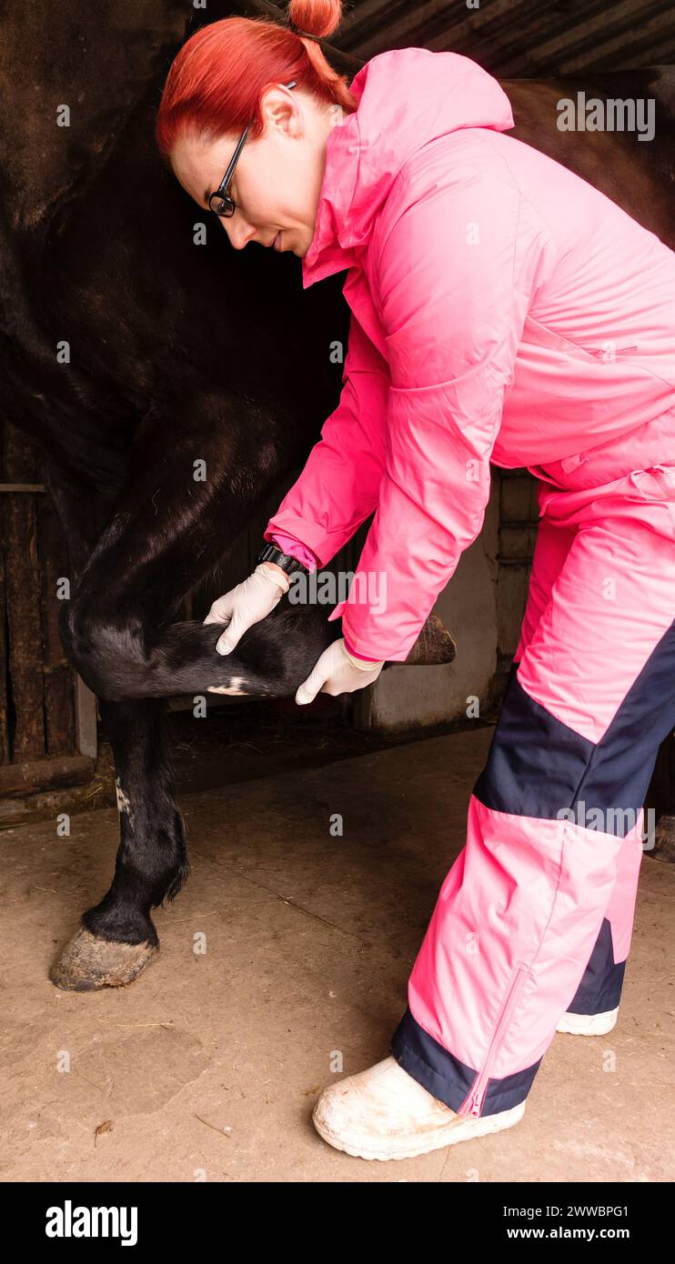 Veterinarian checking black horse's hoof. Vet palpating lower leg ...