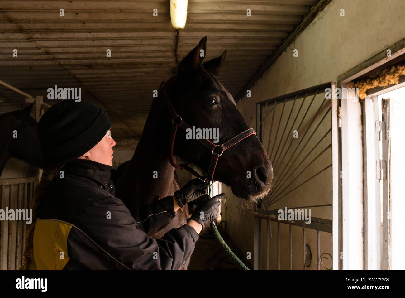 Person adjusting bridle on brown horse in stable. Horse owner, riding ...