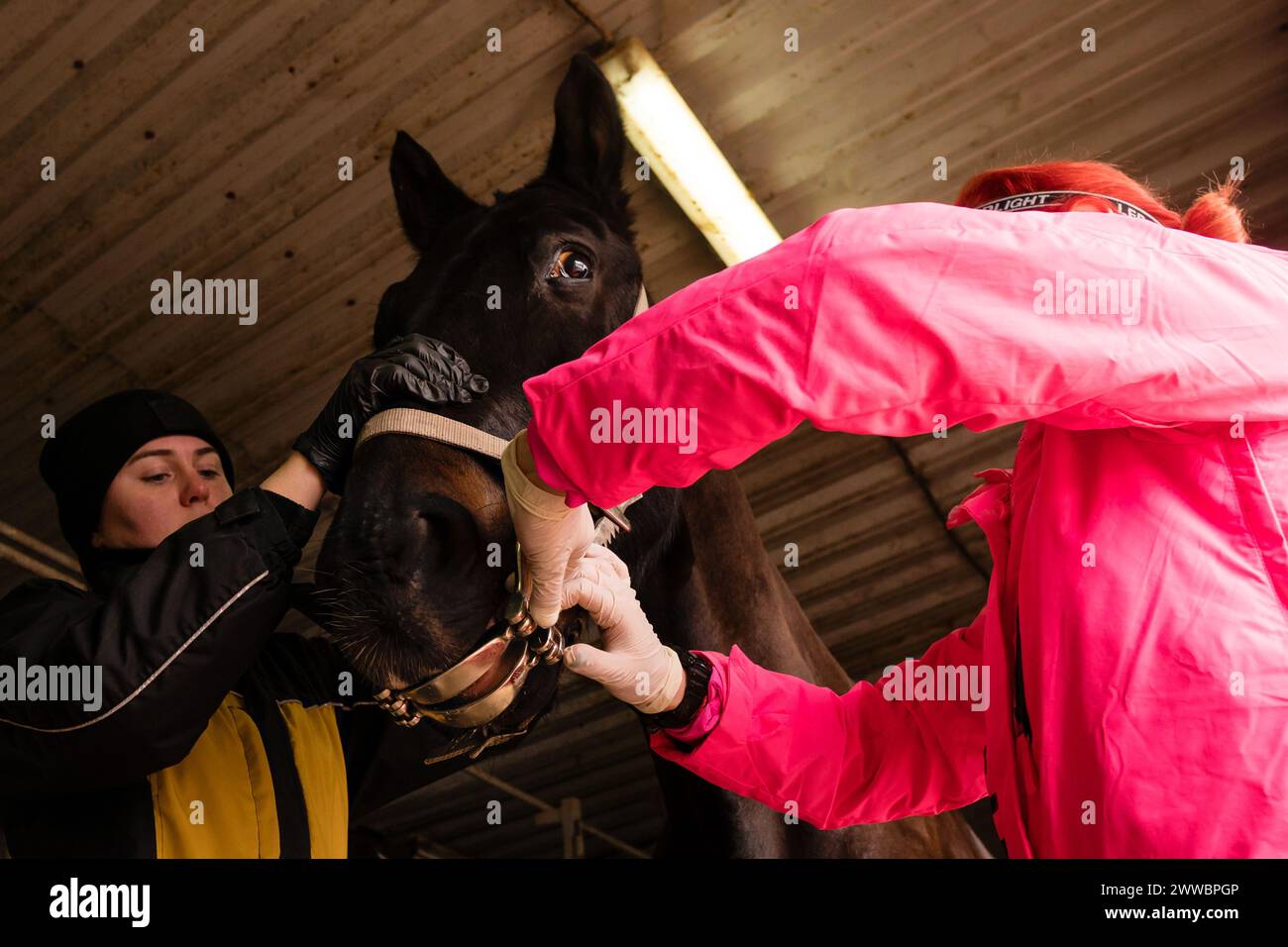 Equine dental examination with speculum. Simple yawner for horses ...