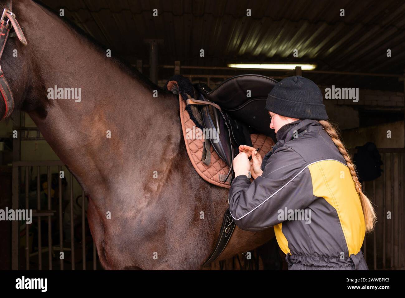 Close-up of saddle adjustment on horse. Preparing your horse for a walk ...