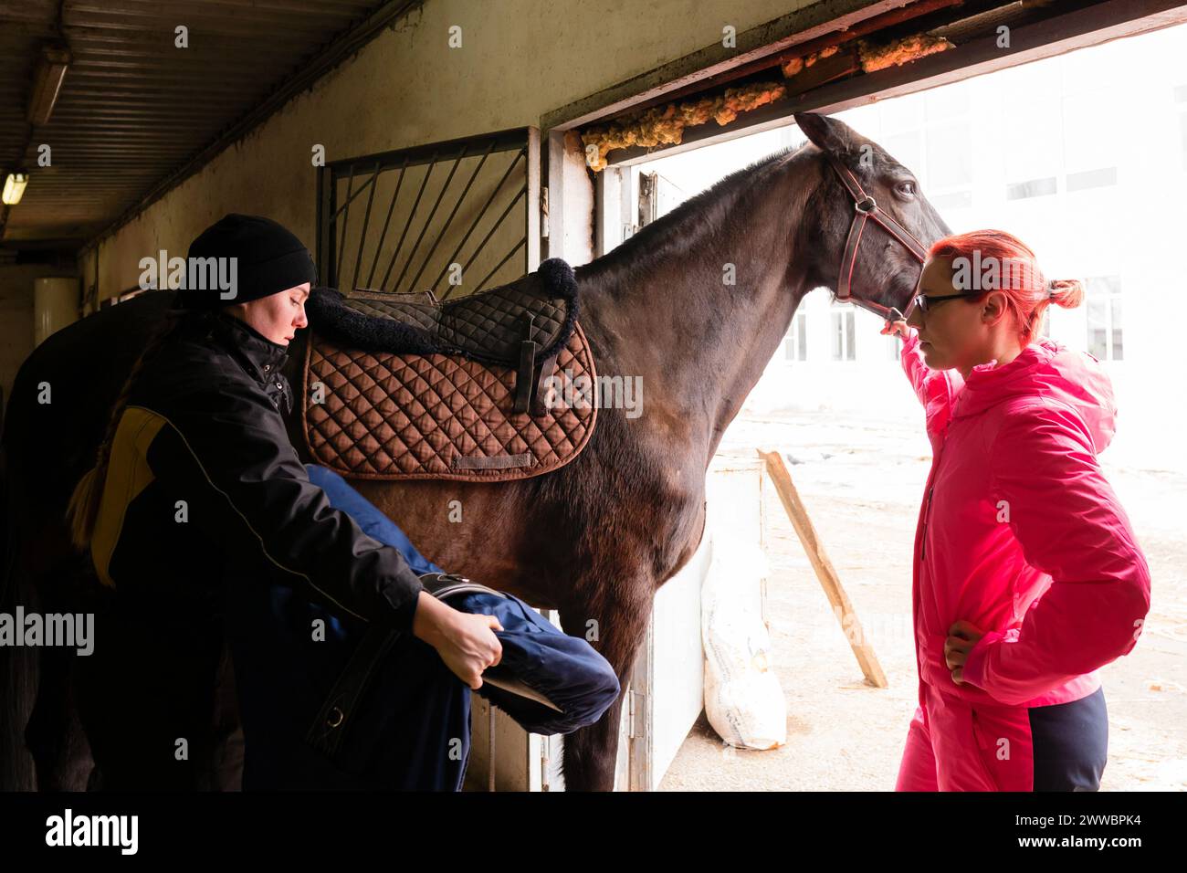 Two people saddling a brown horse in stable. Preparing your horse for a ...