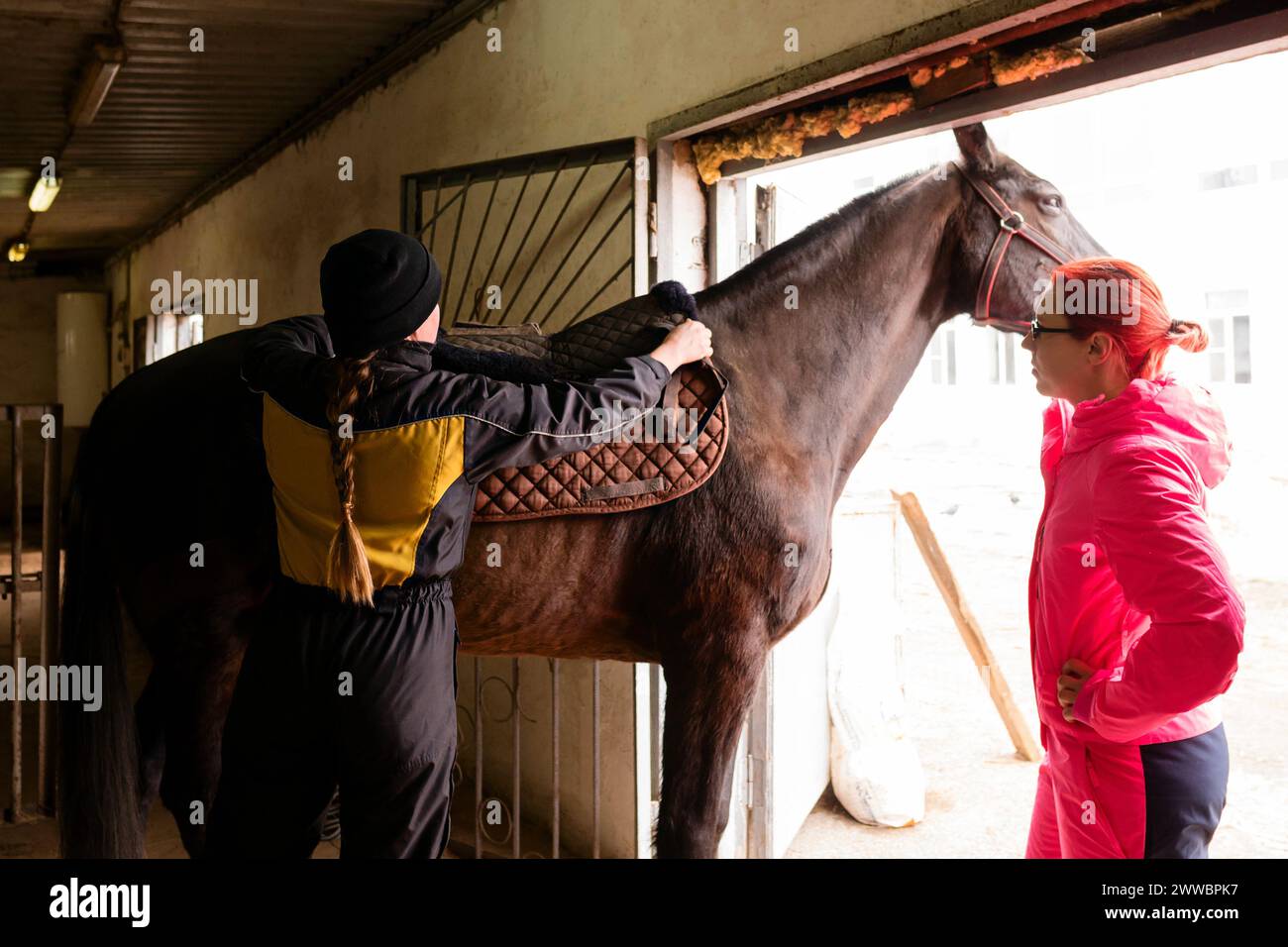 Two people saddling a brown horse in stable. Preparing your horse for a ...
