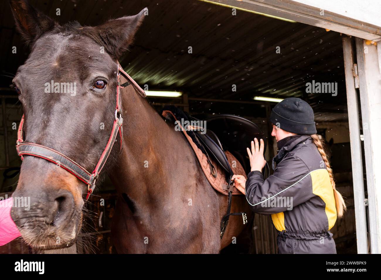 Close-up of saddle adjustment on horse. Preparing your horse for a walk ...