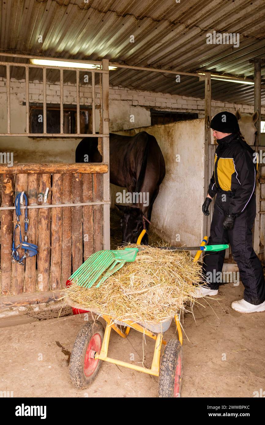 Person with wheelbarrow by horse in barn. Routine care Stock Photo - Alamy