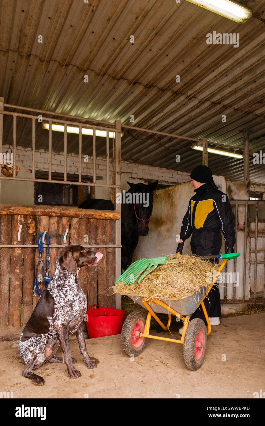 Dog watching person with wheelbarrow in horse stable. Routine care ...